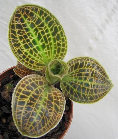 Culture of Macodes - Diamonds of the Jewel Orchids