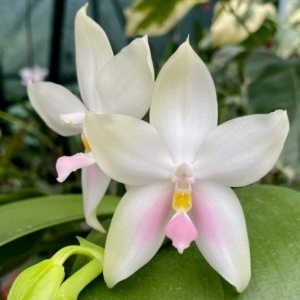 Orchids - Other Varieties