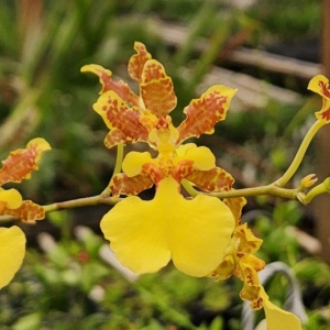 Orchids - Other Varieties